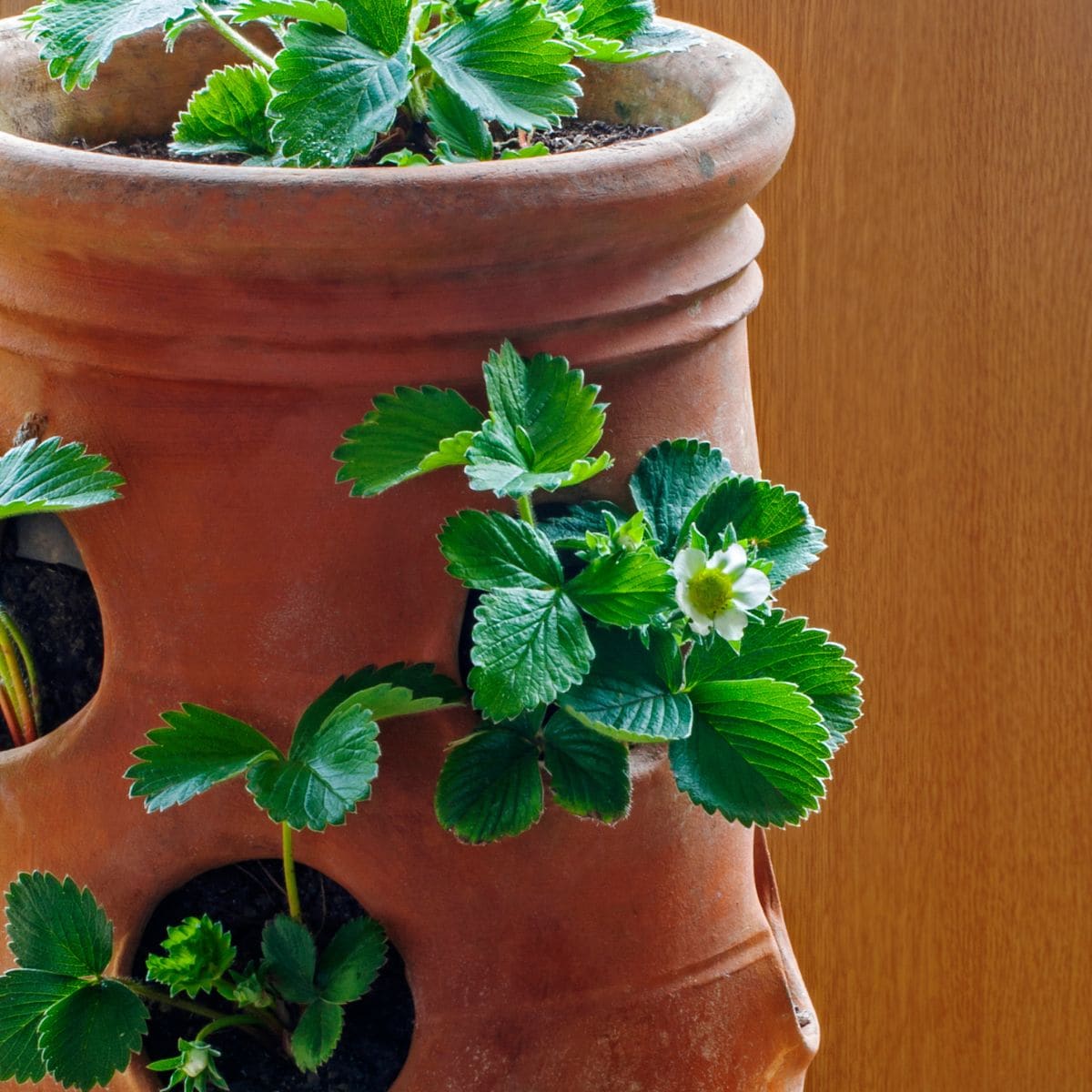 Strawberry Roots: Everything you need to know