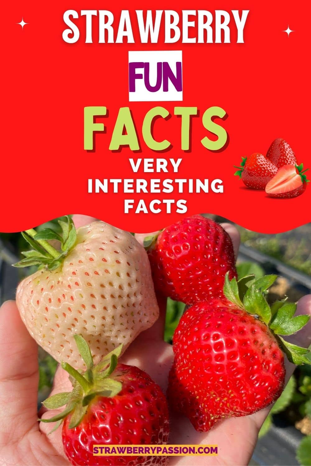 Fun Facts About Strawberries- Strawberry Passion