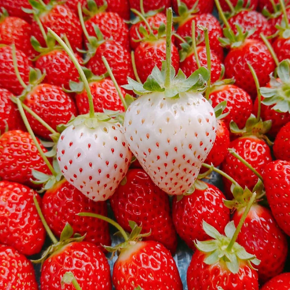 Fun Facts About Strawberries- Strawberry Passion