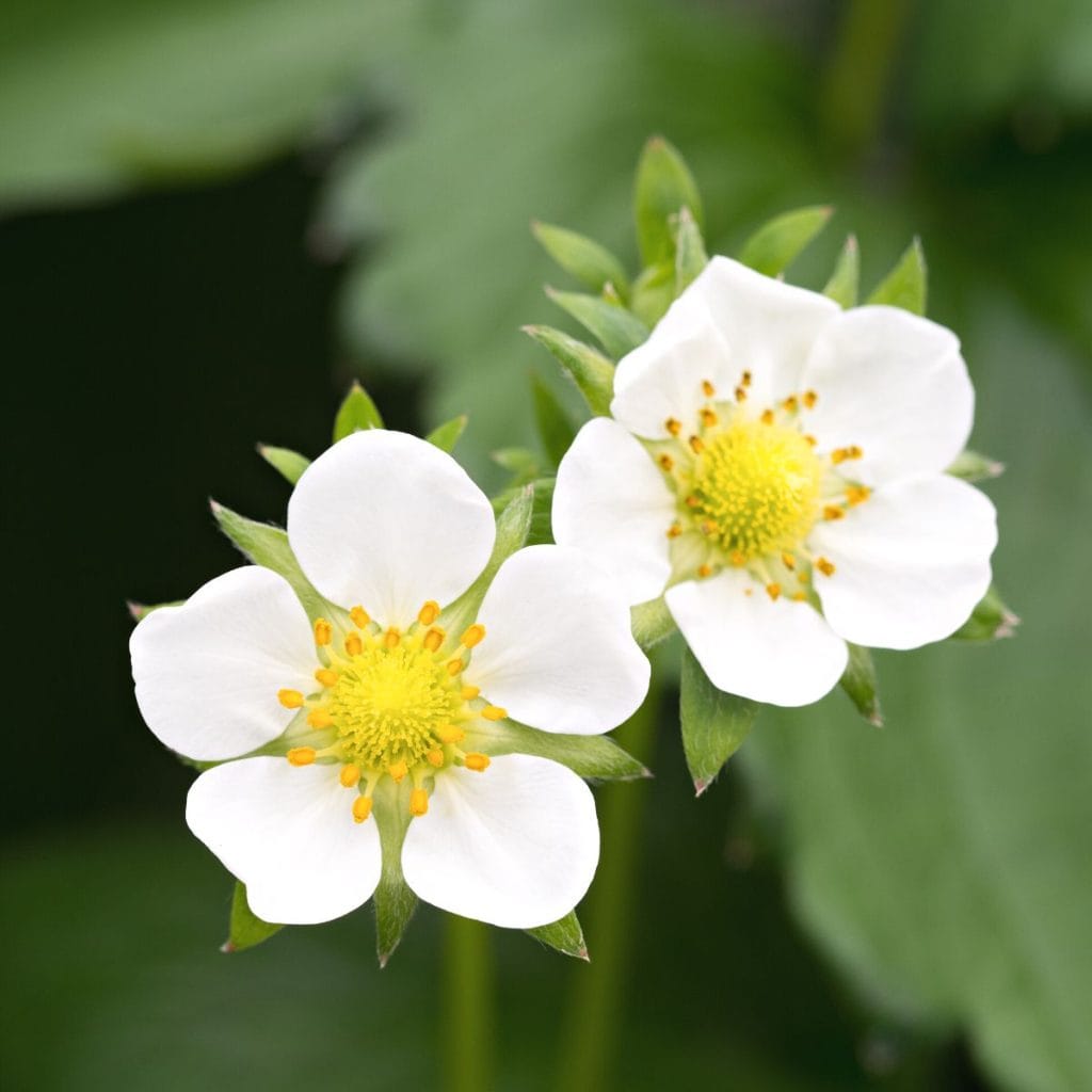 The Life Cycle of a Strawberry Plant- Strawberry Passion
