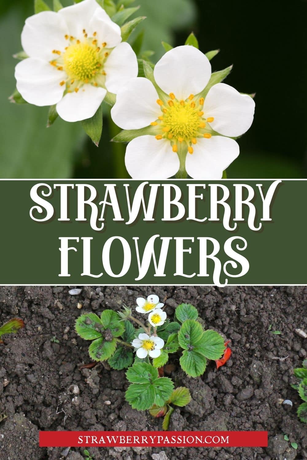 Strawberry Flowers: Everything You Need To Know- Strawberry Passion