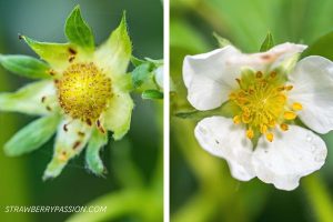 Strawberry Flowers: Everything You Need To Know- Strawberry Passion