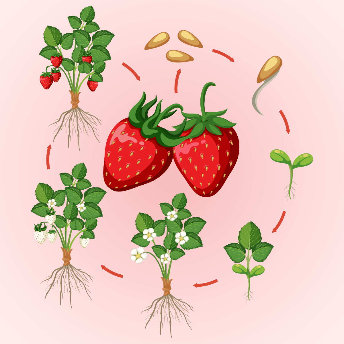 The Life Cycle of a Strawberry Plant- Strawberry Passion