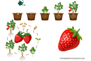 The Life Cycle of a Strawberry Plant- Strawberry Passion