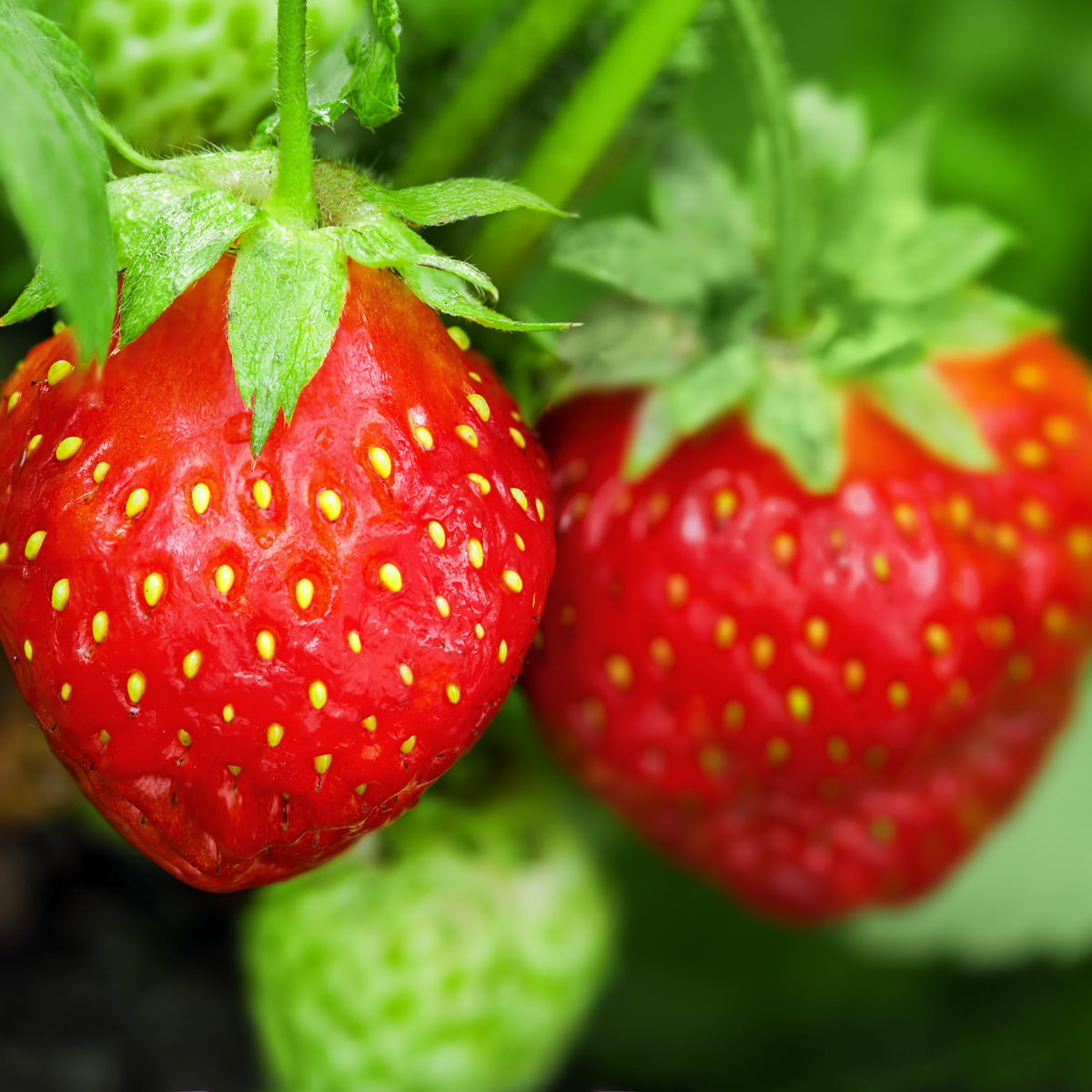 The Life Cycle of a Strawberry Plant- Strawberry Passion